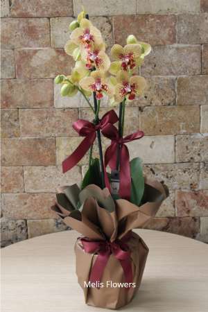 Send Flowers To Turkey, Flower Delivery Turkey