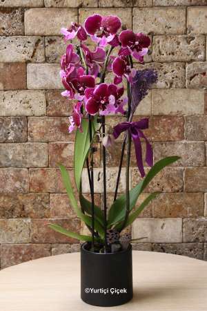 Send Flowers To Turkey, Flower Delivery Turkey